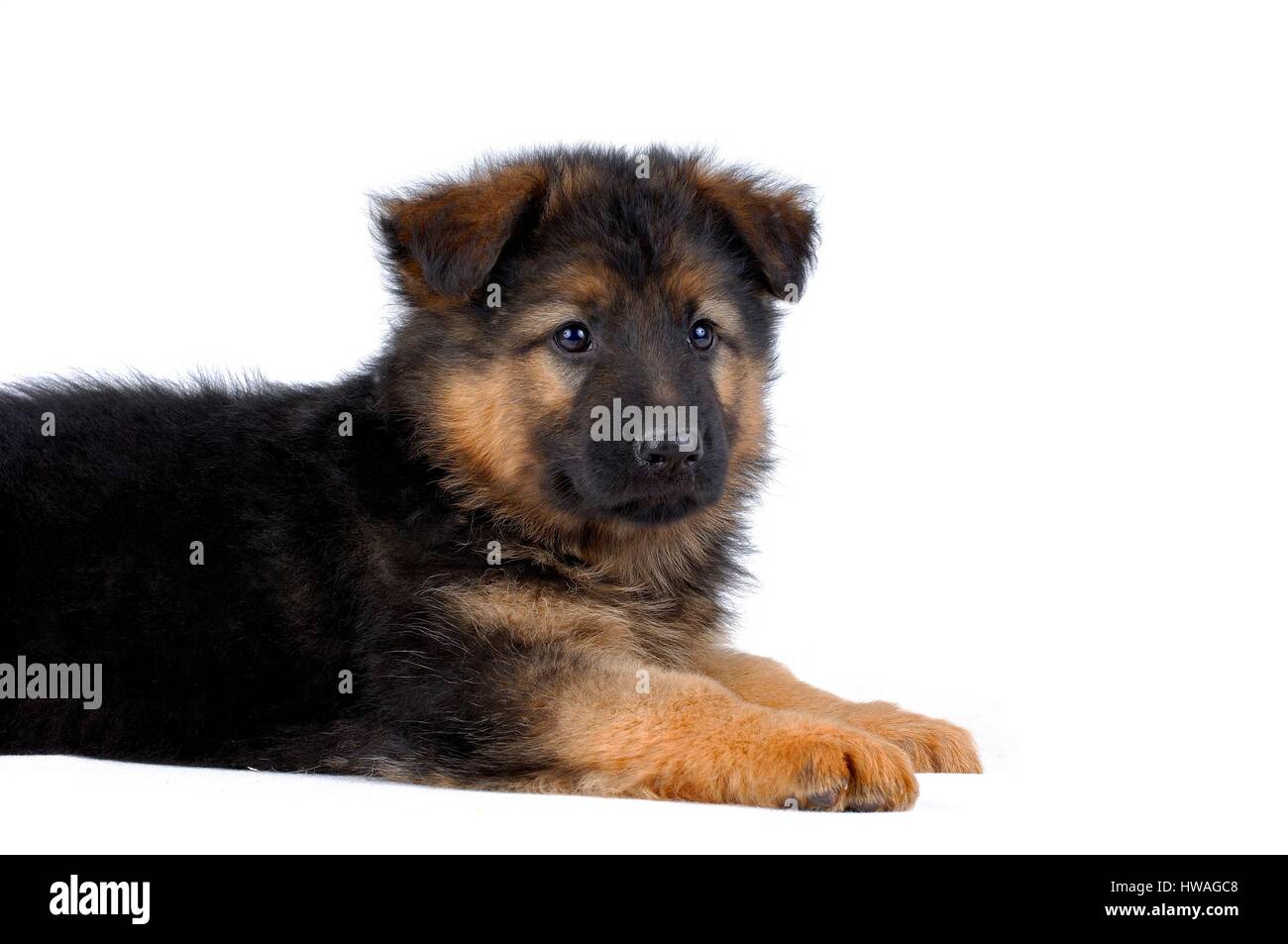 German Shepherd (Canis lupus familiaris Stock Photo - Alamy