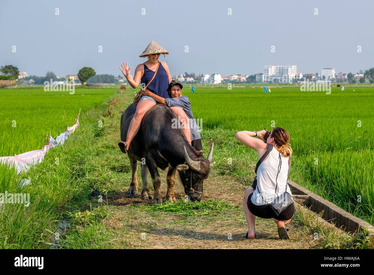 Vietnam, South Central Coast region, Quang Nam province, rice fields in ...