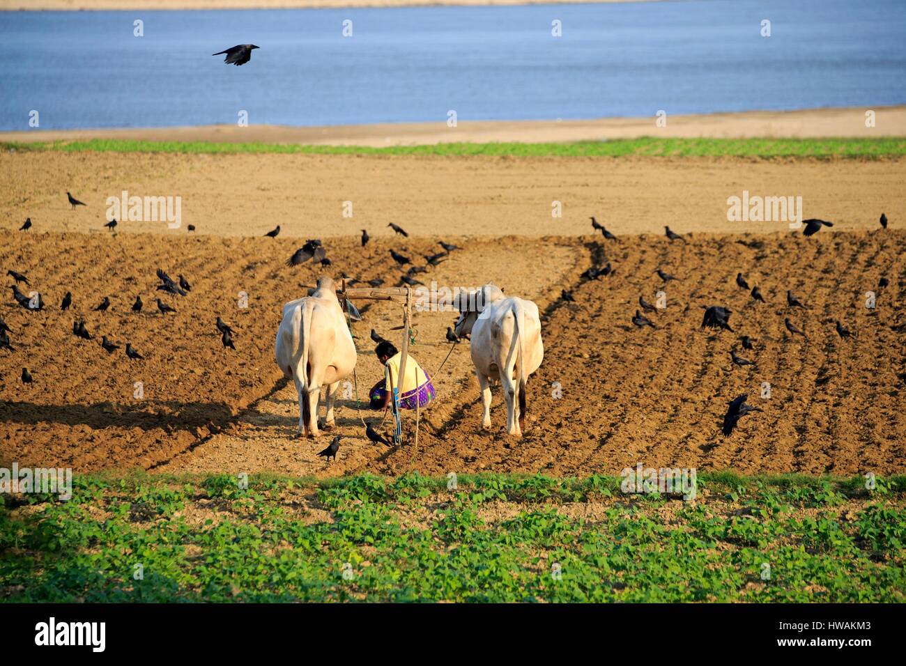 Myanmar, Mandalay State, Mingun, work in the fields Stock Photo - Alamy