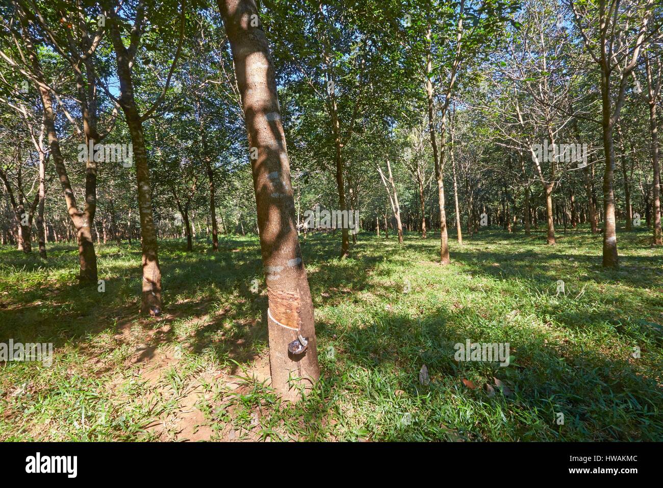 Myanmar (Burma), Bago State, Bago, harvesting latex from rubber trees ...