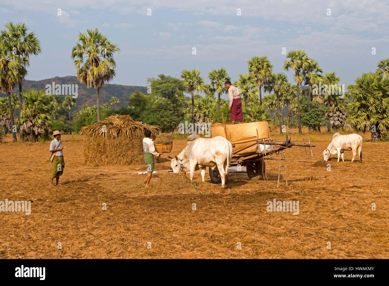 Myanmar, Mandalay State, Bagan, farmers harvesting peanuts with oxen ...