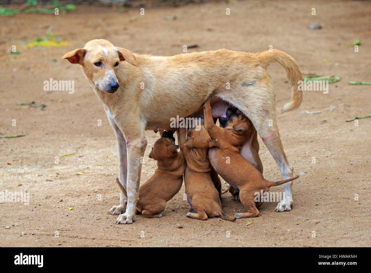 Myanmar, Mandalay State, Bagan, dog, mother milking the babies Stock ...