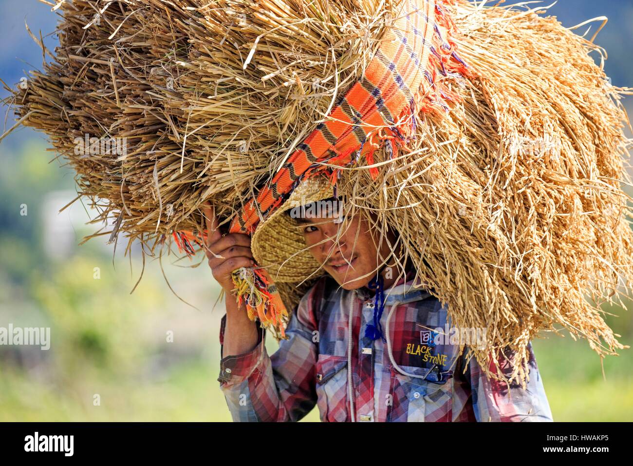 Harvesting rice myanmar hi-res stock photography and images - Alamy