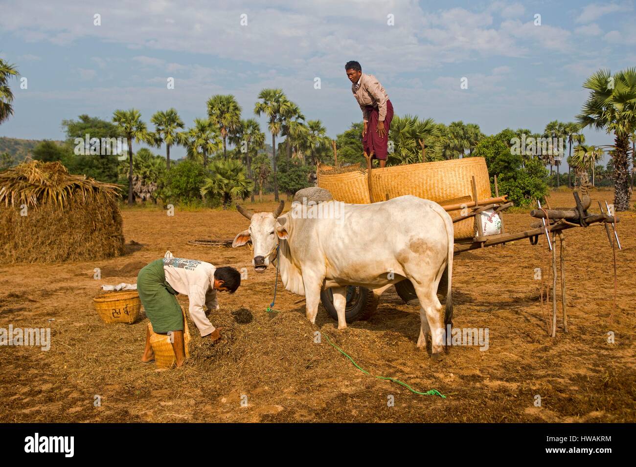 Myanmar, Mandalay State, Bagan, farmers harvesting peanuts with oxen ...