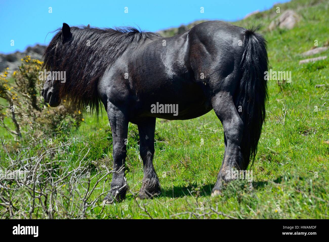 France, Pyrenees Atlantiques, la Rhune, potok, Basque horse Stock Photo ...
