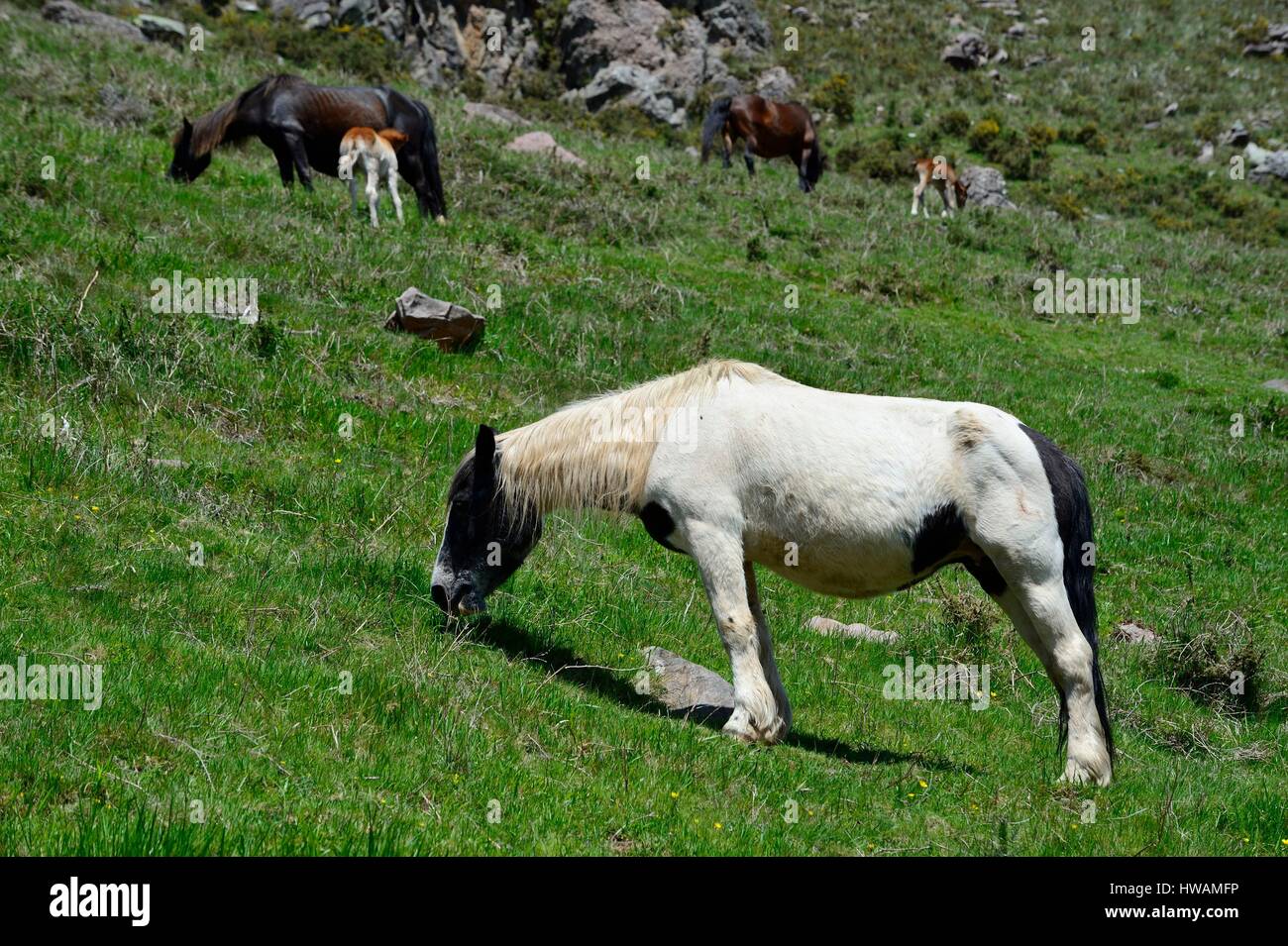 France, Pyrenees Atlantiques, la Rhune, potok, Basque horse Stock Photo ...
