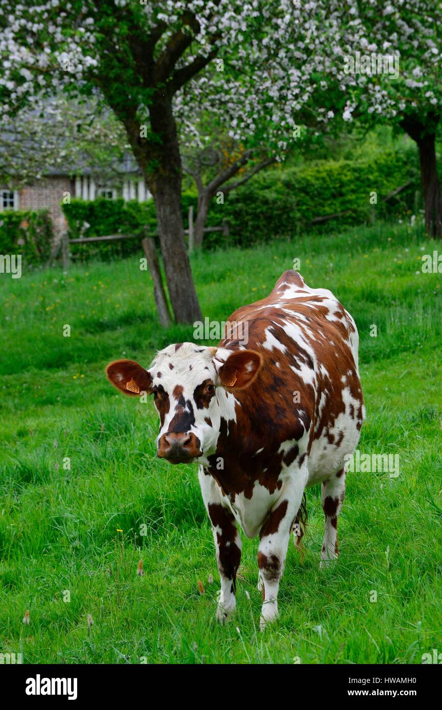 Normandy cow hi-res stock photography and images - Alamy