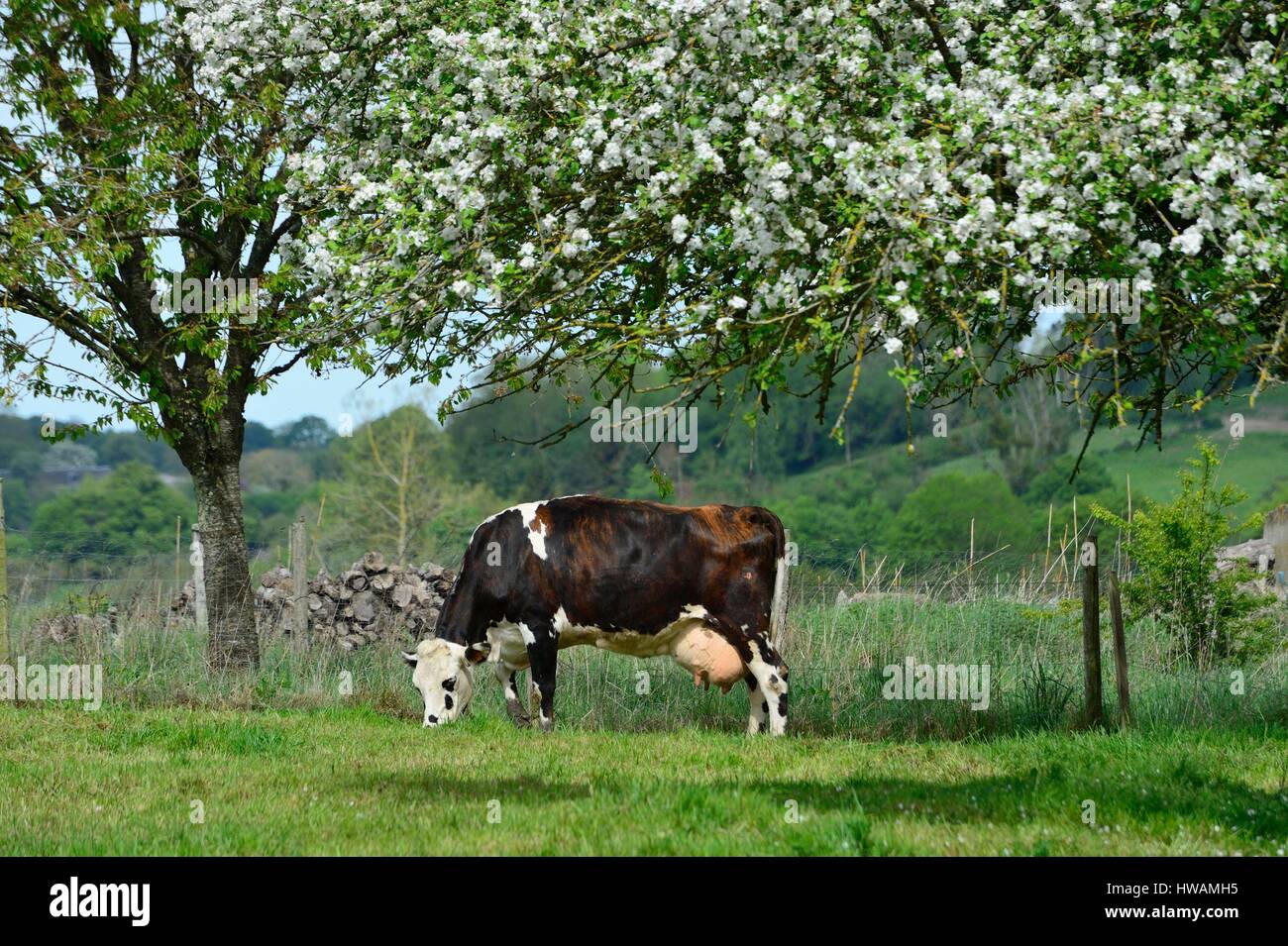 Normandy cow hi-res stock photography and images - Alamy