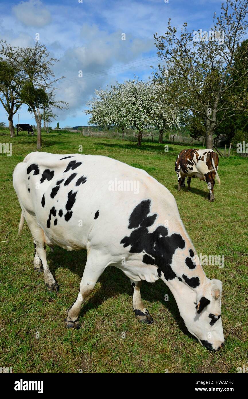 France, Orne, Camembert, Normandy cow Stock Photo - Alamy