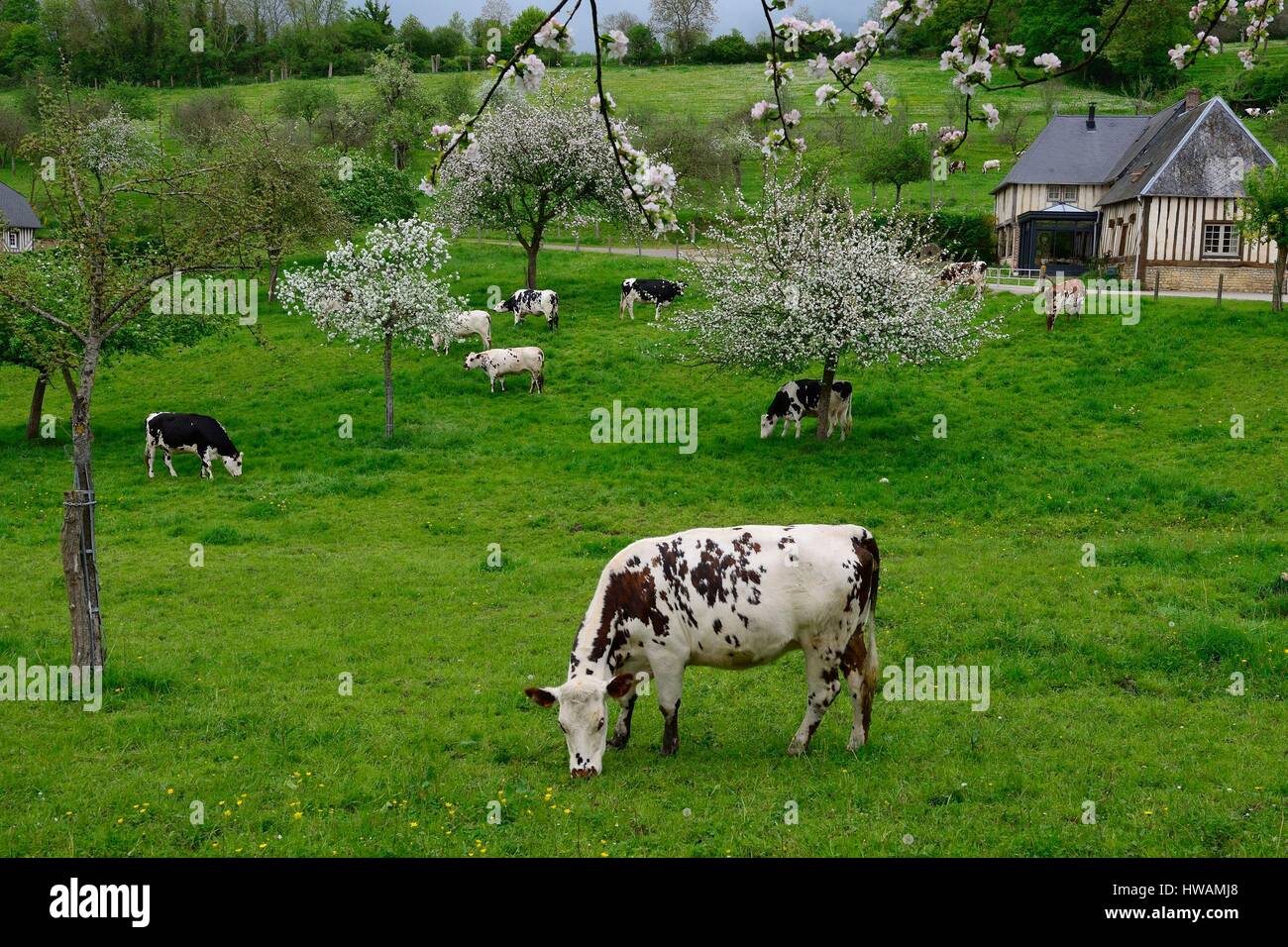 Normandy cow hi-res stock photography and images - Alamy
