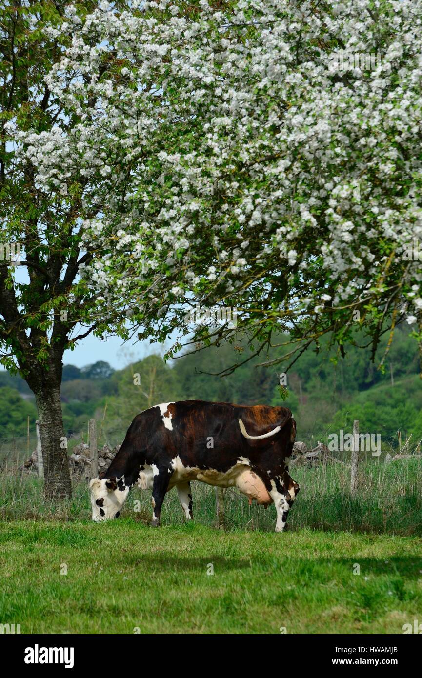 Normandy cow hi-res stock photography and images - Alamy