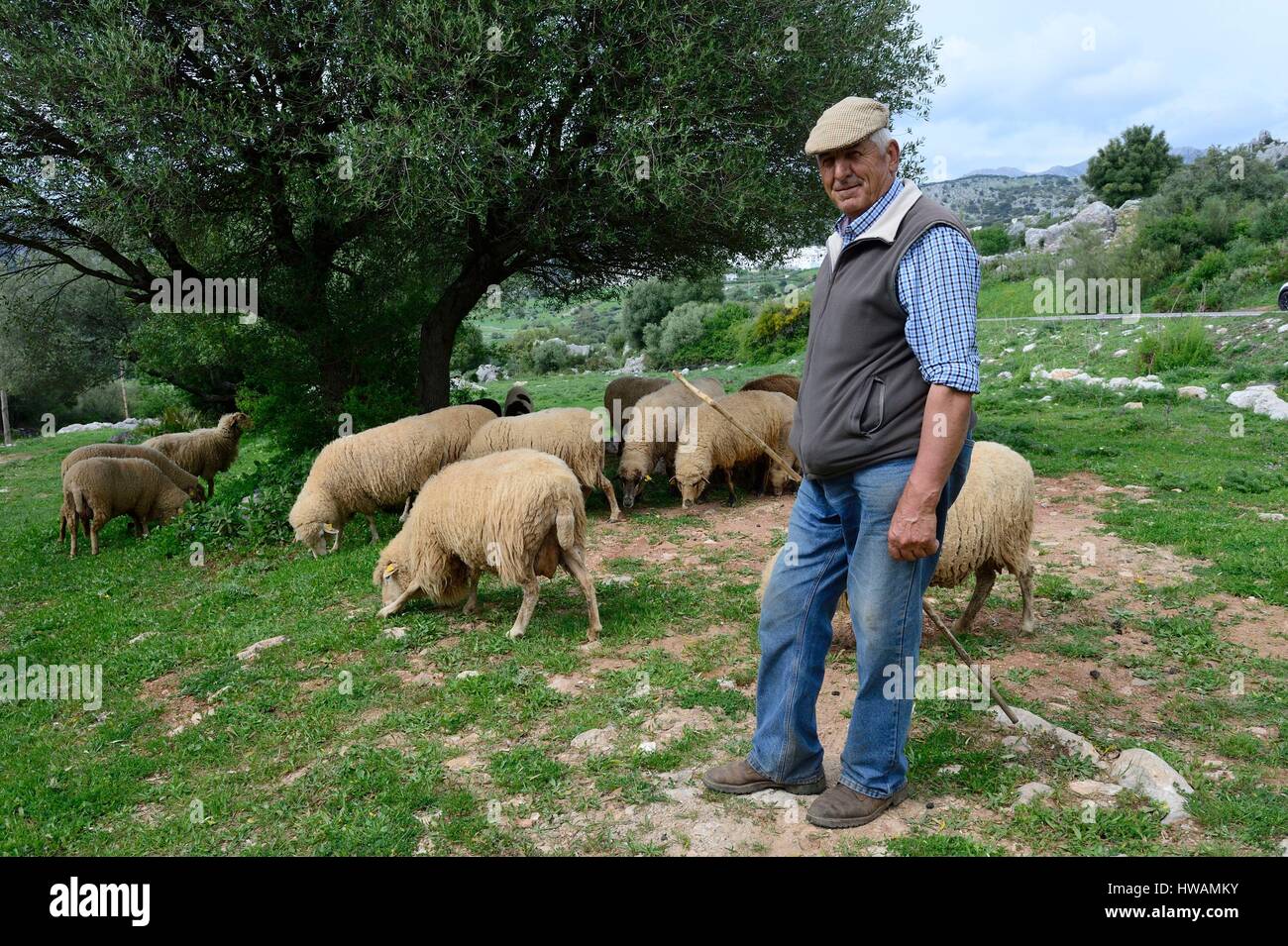 Spain, Andalusia, Ubrique, shepherd and his sheep Stock Photo - Alamy