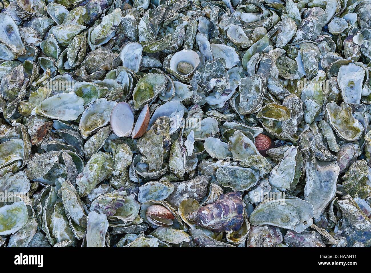France, Morbihan, Gulf of Morbihan, Baden, texture of oyster shells ...