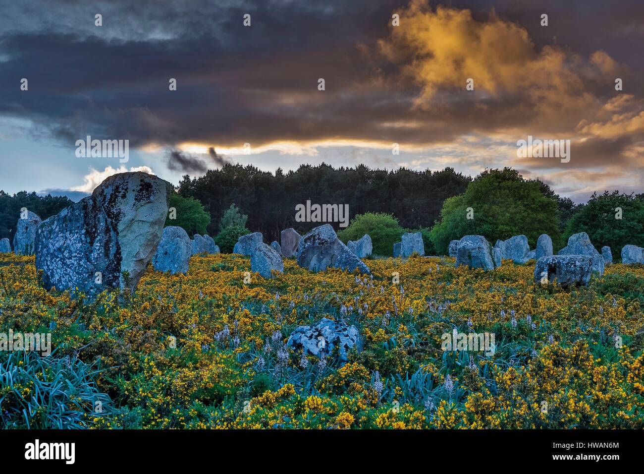 France, Morbihan, Gulf of Morbihan, Carnac, alignment of megaliths of ...