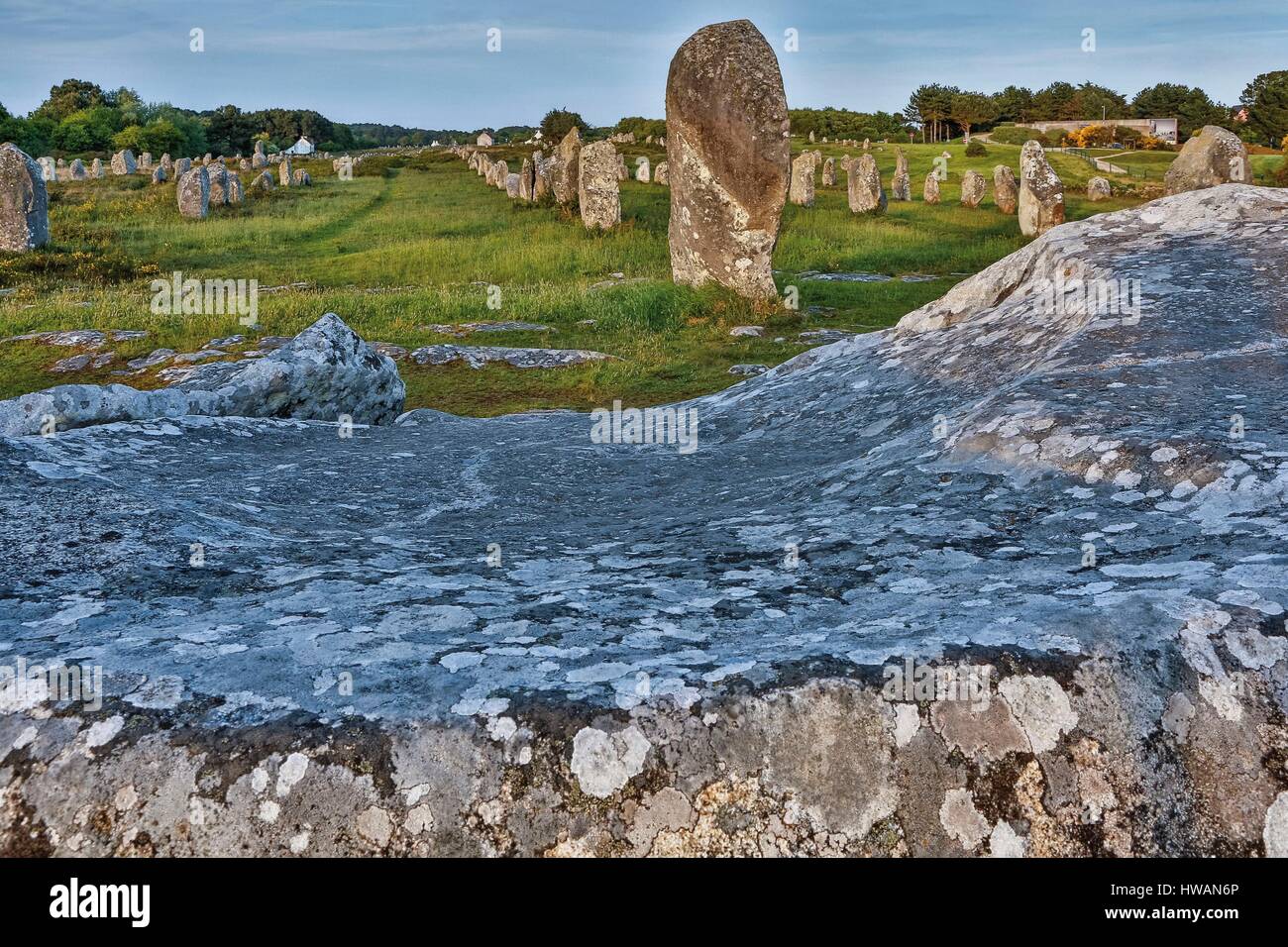 France, Morbihan, Gulf of Morbihan, Carnac, alignment of megaliths of ...