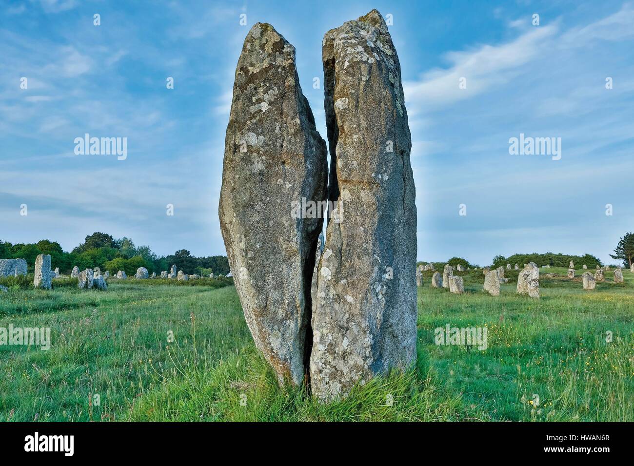 France, Morbihan, Gulf of Morbihan, Carnac, alignment of megaliths of ...