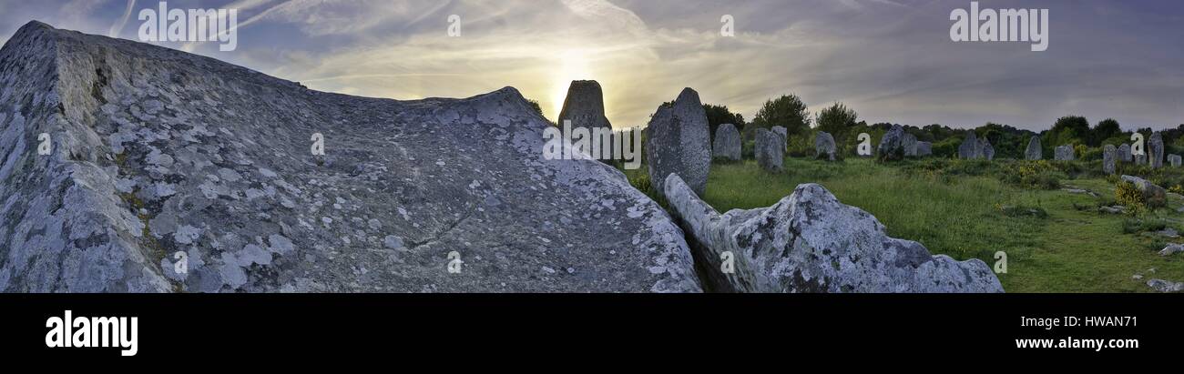 France, Morbihan, Gulf of Morbihan, Carnac, alignment of megaliths of ...