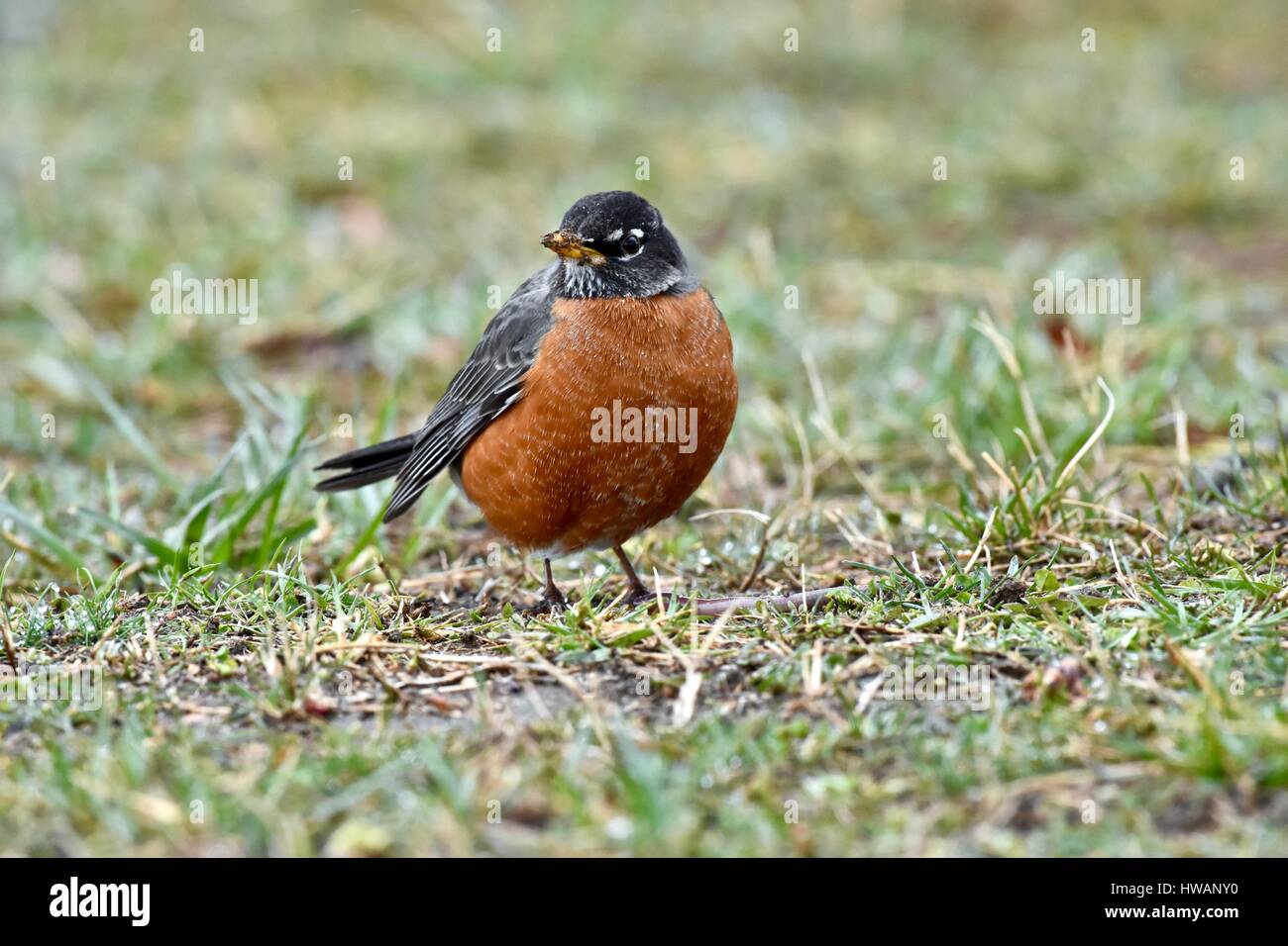 Robin (Turdus migratorius) standing in green grass Stock Photo - Alamy