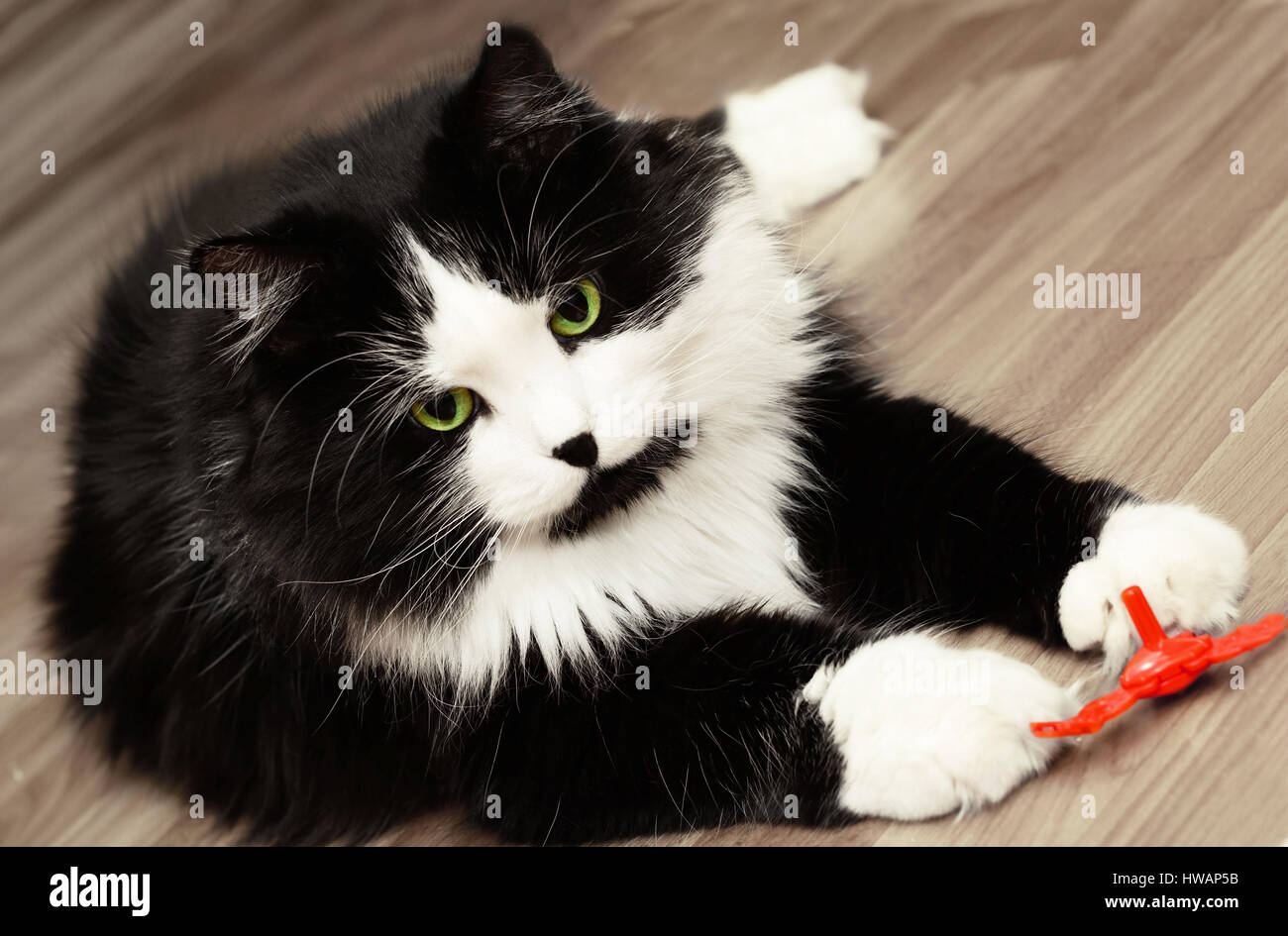 Adult cat playing hi-res stock photography and images - Alamy