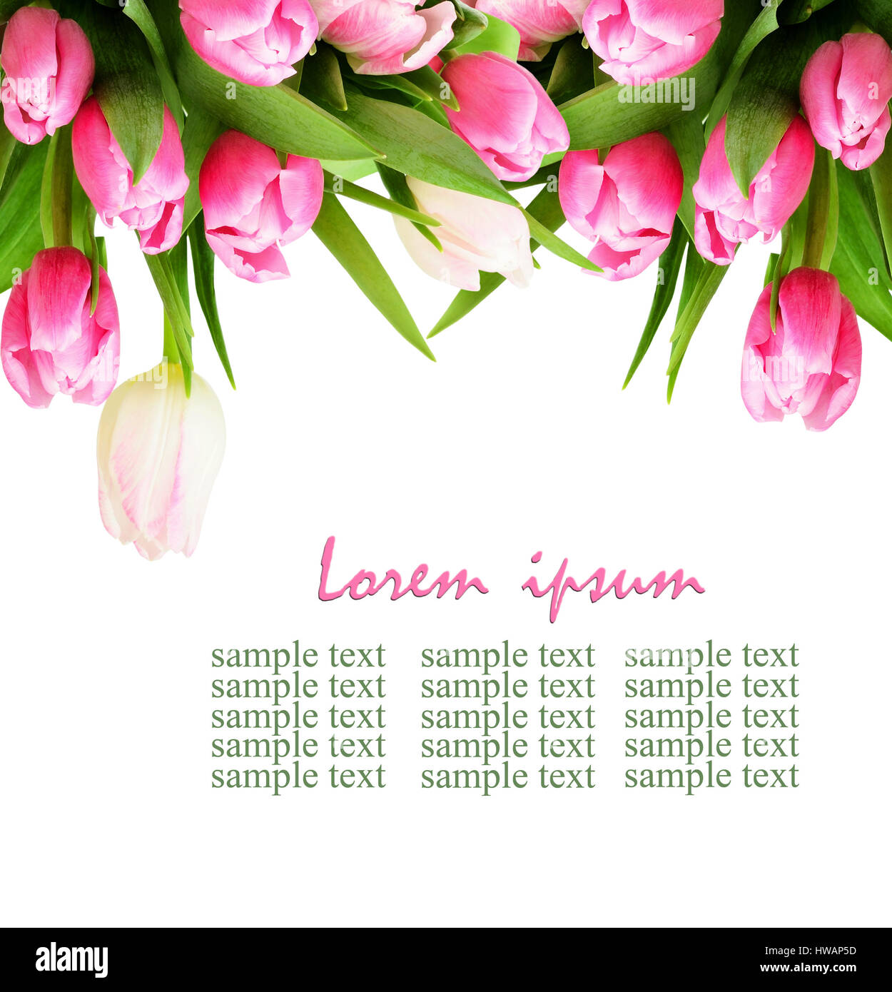 Pink tulip flowers border isolated on white for background Stock Photo ...