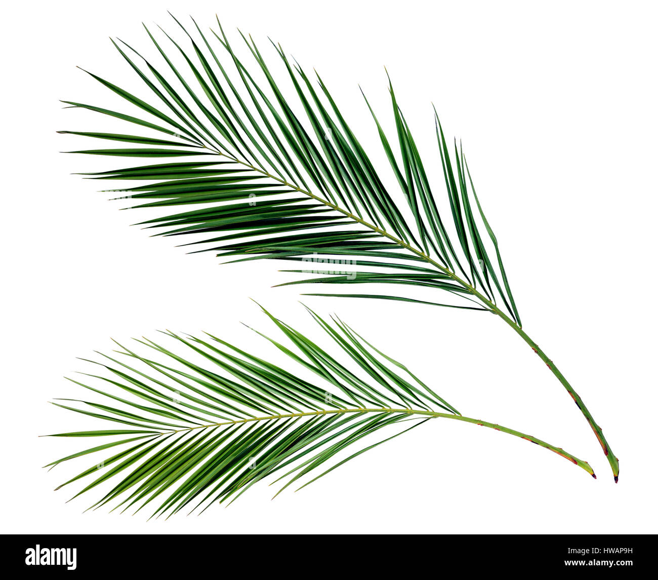 Arch of bush branches Cut Out Stock Images & Pictures - Alamy