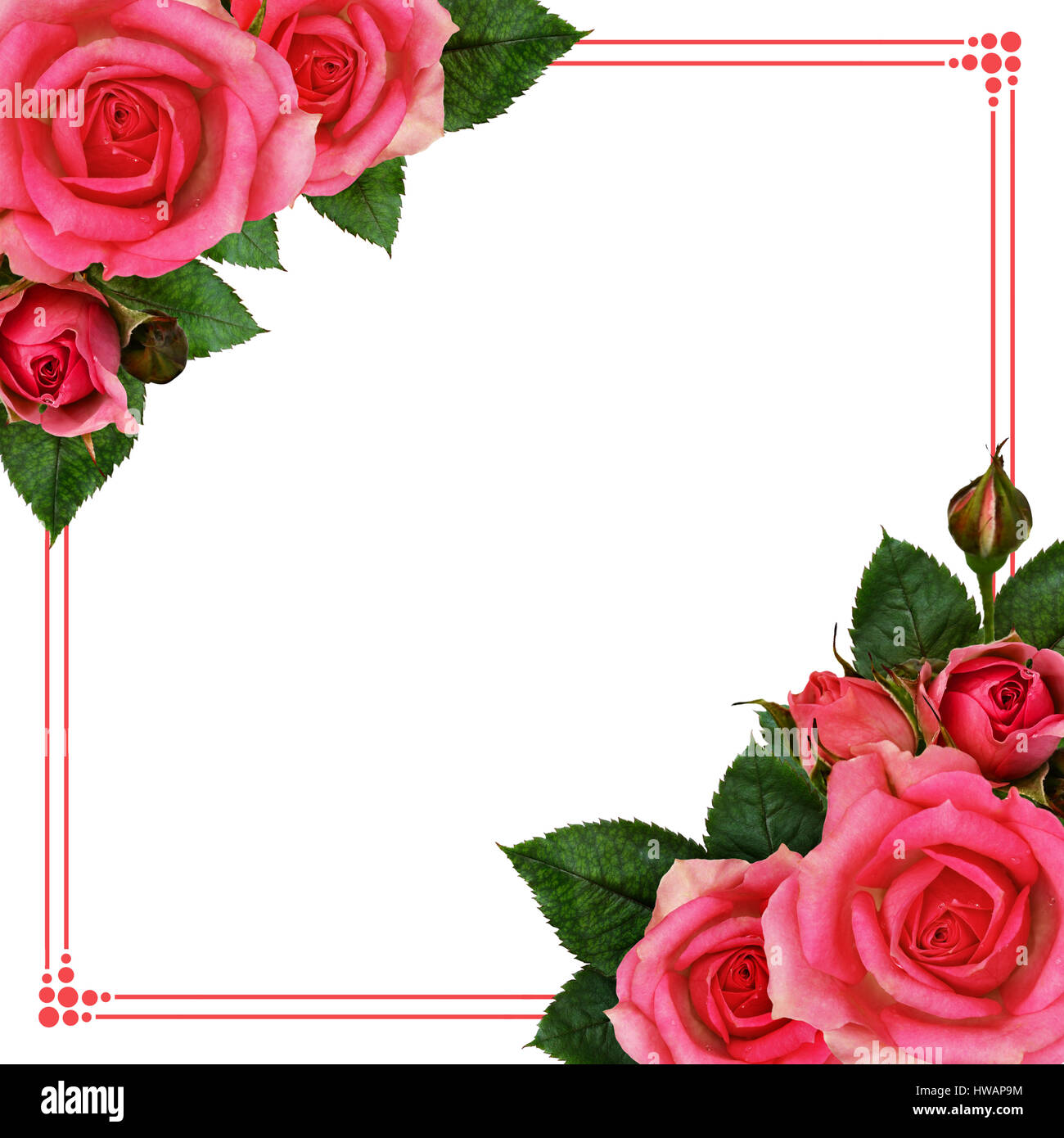 Rose flowers corners and frame on white background Stock Photo - Alamy