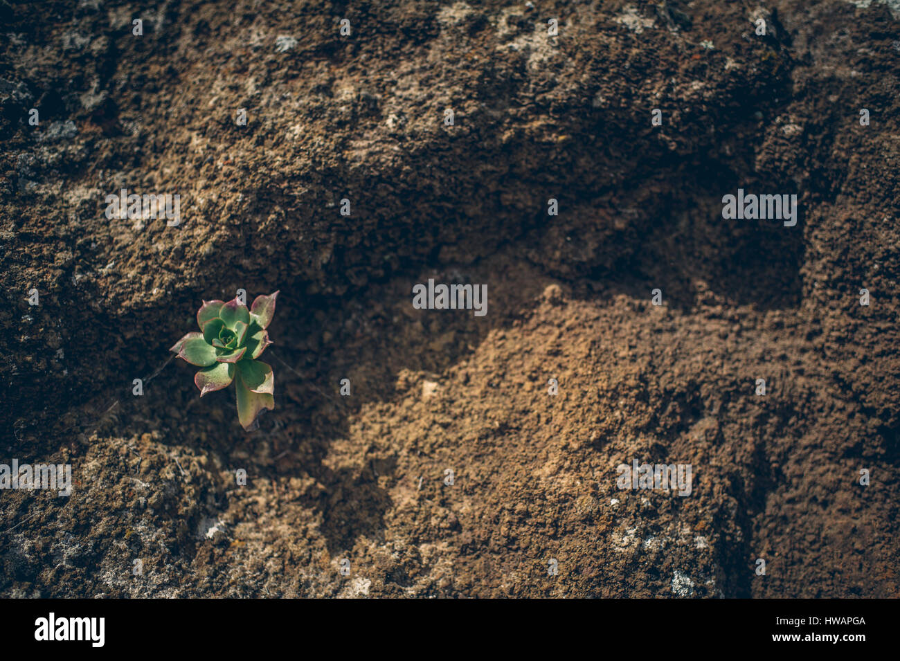 very small plant of canary islands on mountain top Stock Photo - Alamy