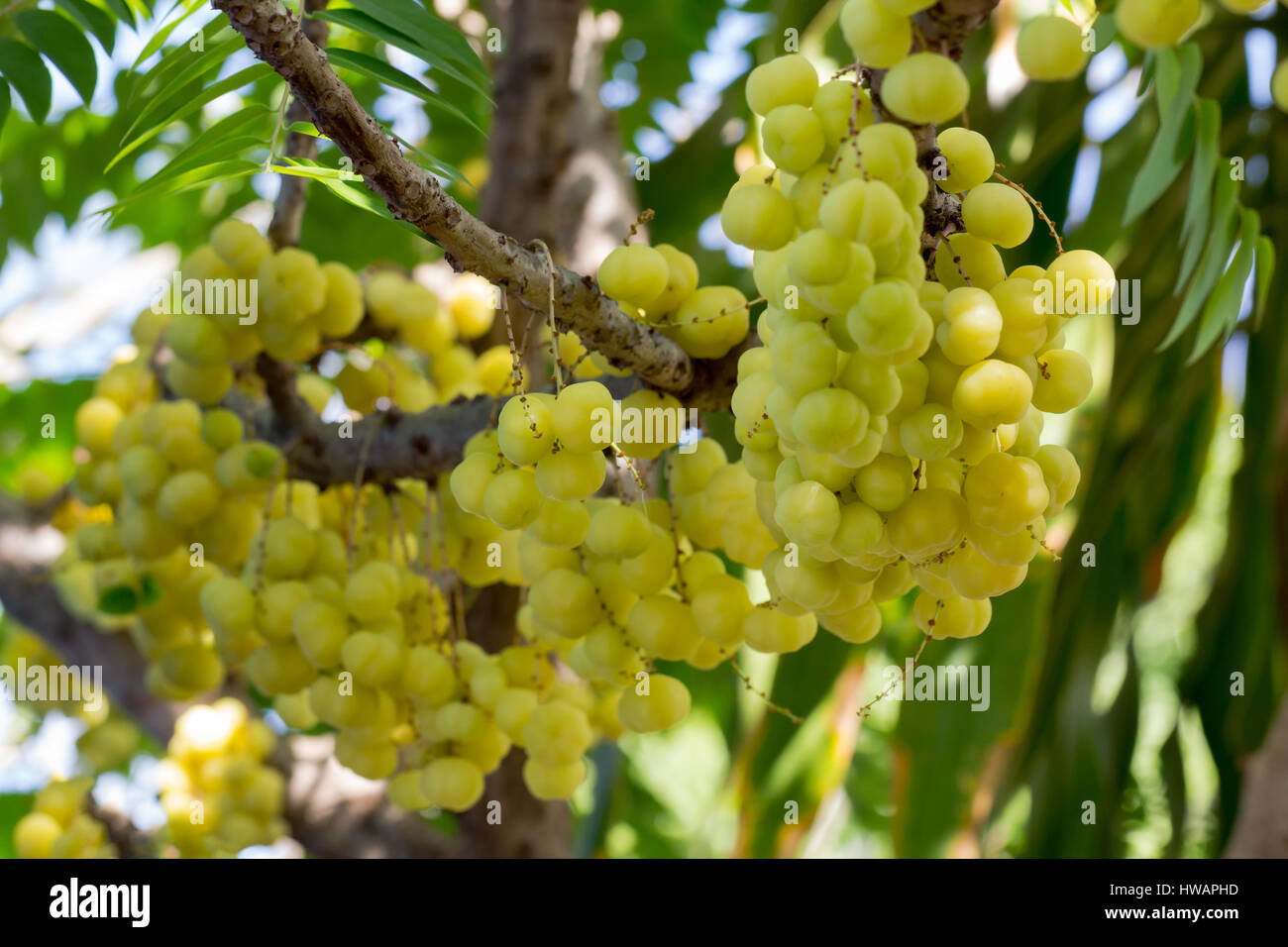 Plentiful 'Star gooseberry' fruits are hanging on their natural branch ...