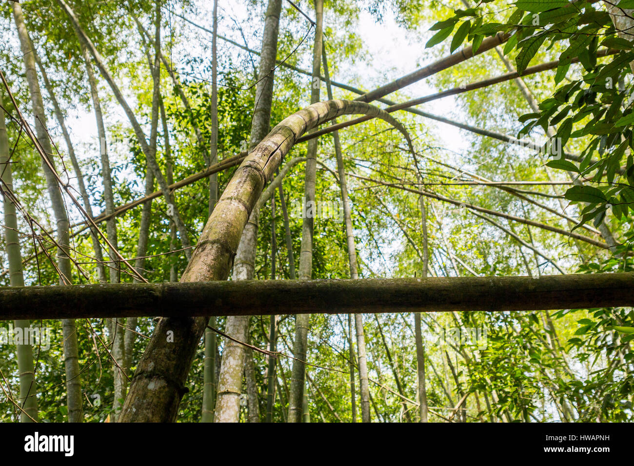 Forest of bamboo canes with an old trunk crossed Stock Photo - Alamy