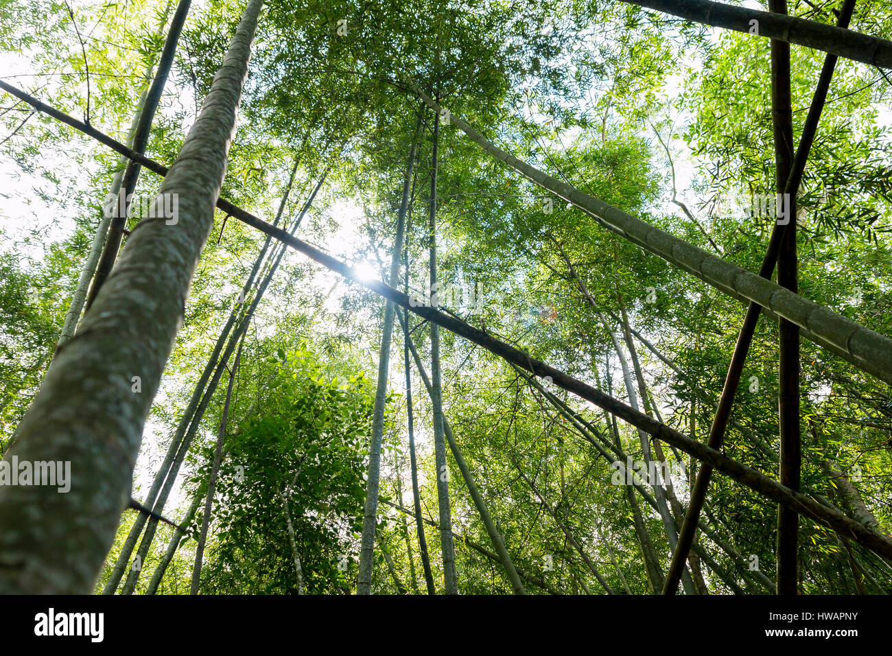 Forest of bamboo canes with reflection of the sun Stock Photo - Alamy