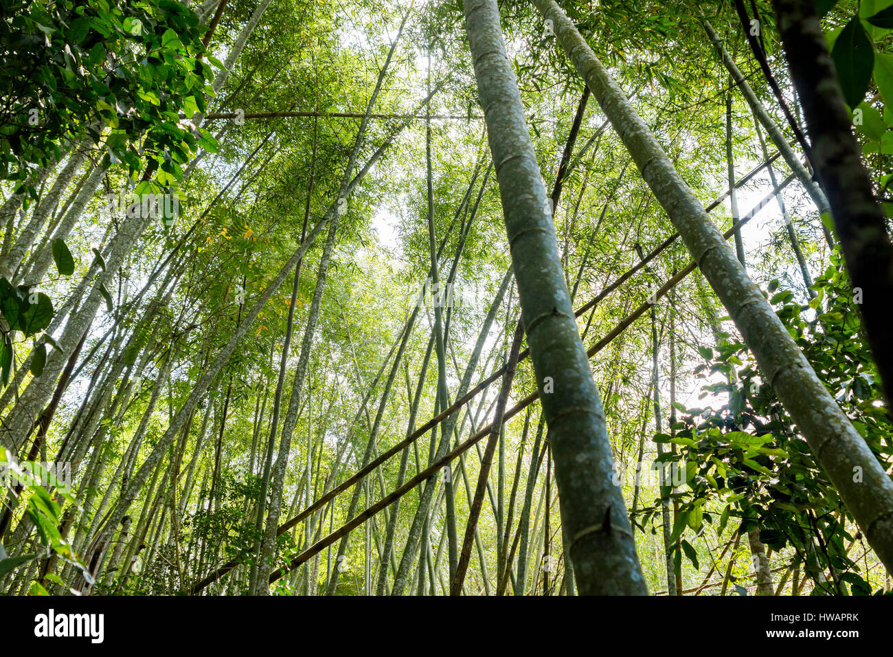 Forest of bamboo canes with an old trunk crossed Stock Photo - Alamy