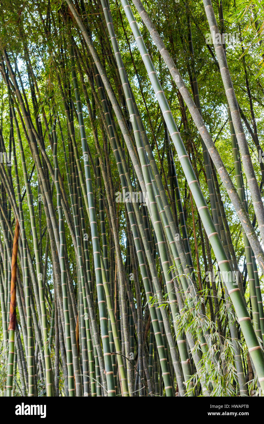 Forest of bamboo canes with an old trunk crossed Stock Photo - Alamy
