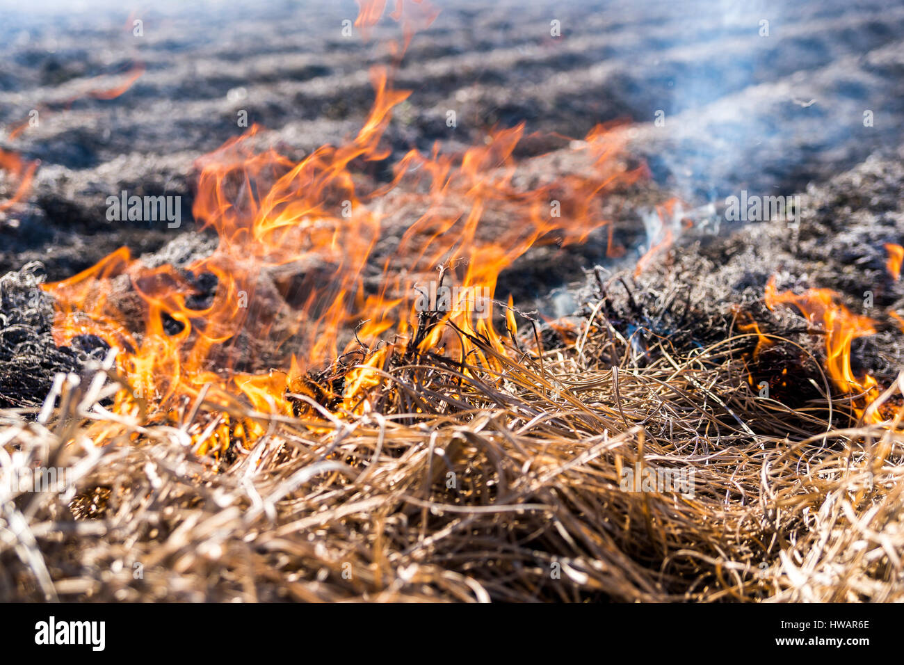 Burning of the remains of the agricultural crop xufa Stock Photo - Alamy