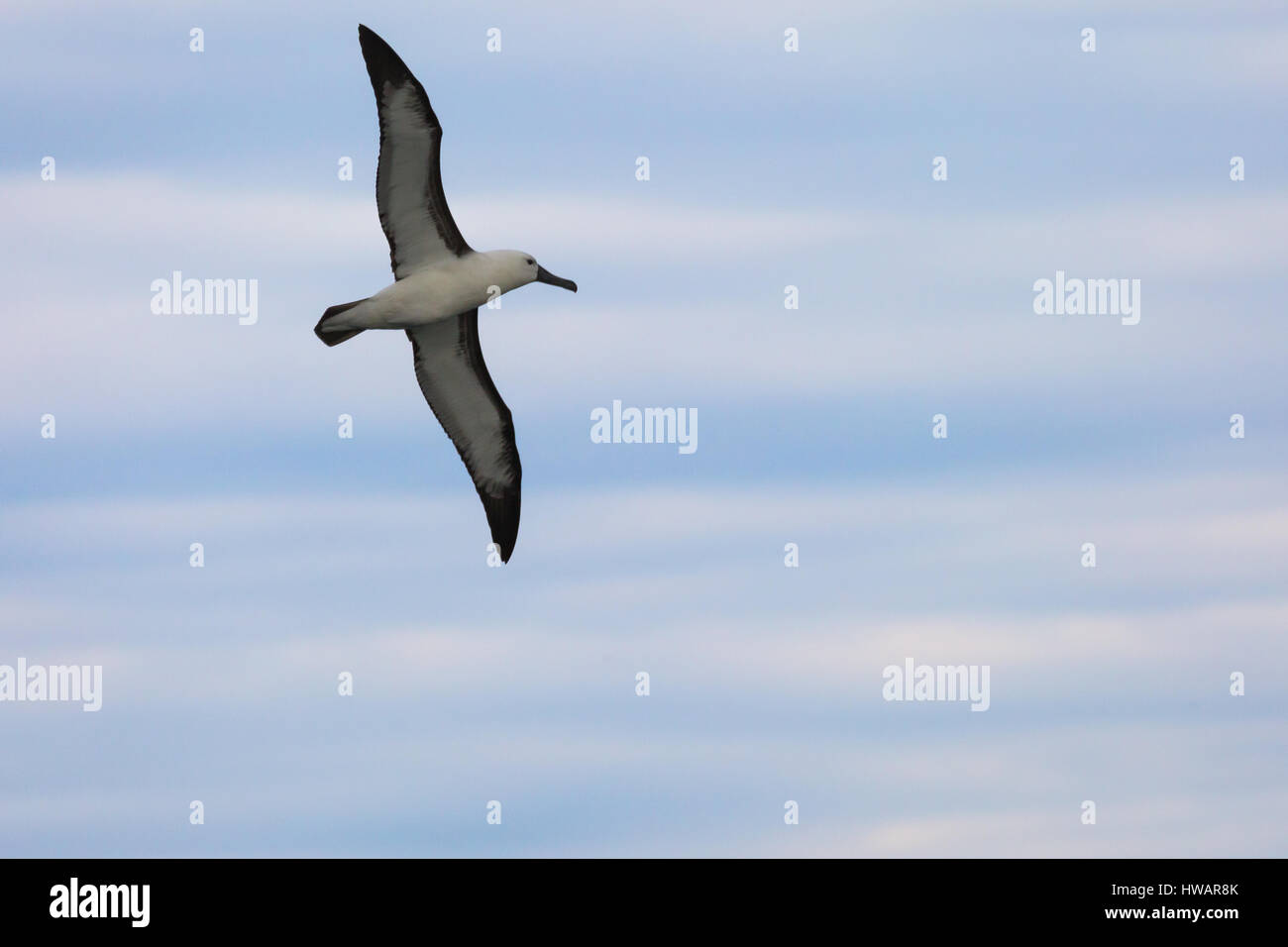 Albatross fishing hi-res stock photography and images - Alamy