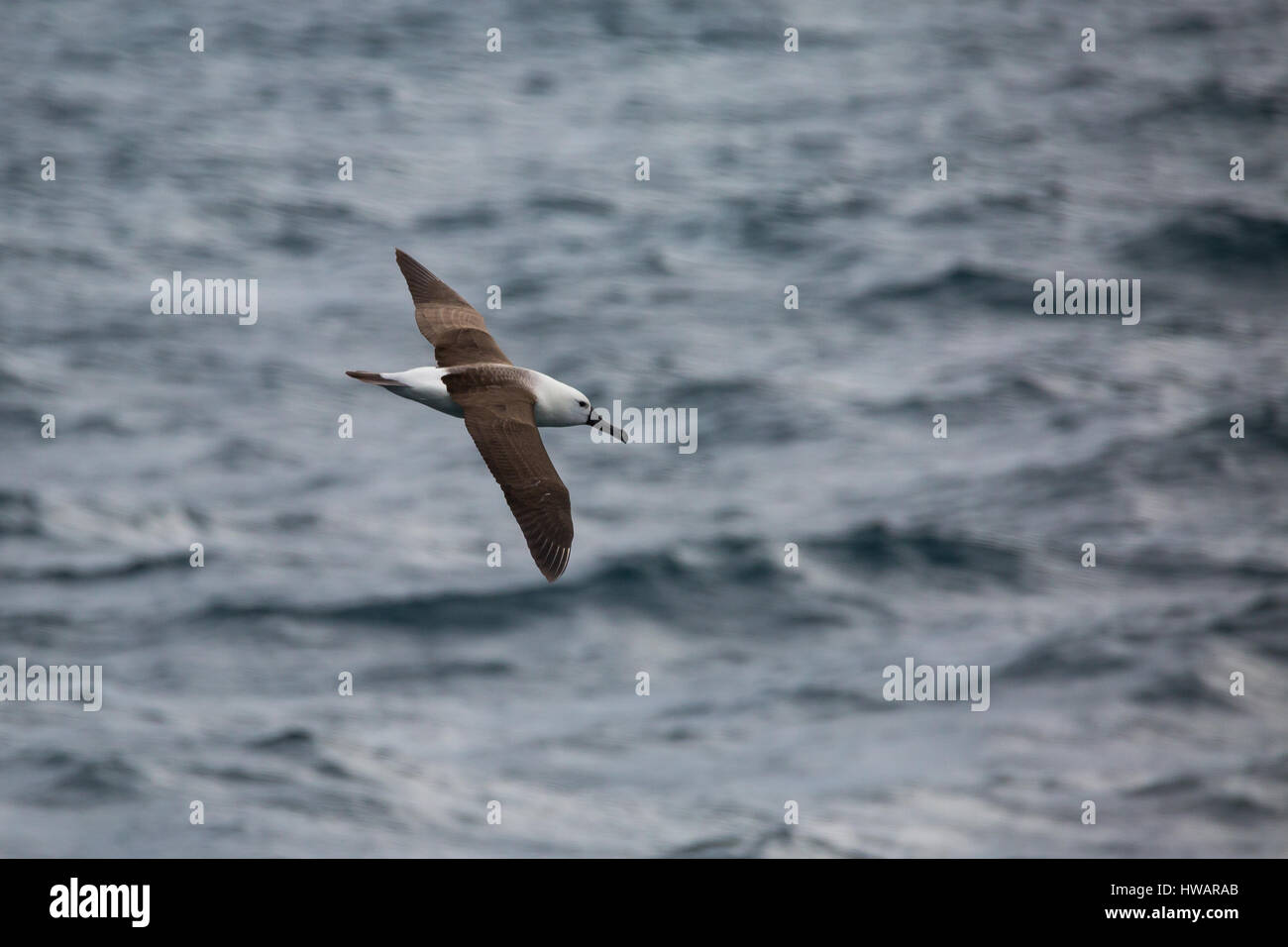 Albatross fishing hi-res stock photography and images - Alamy