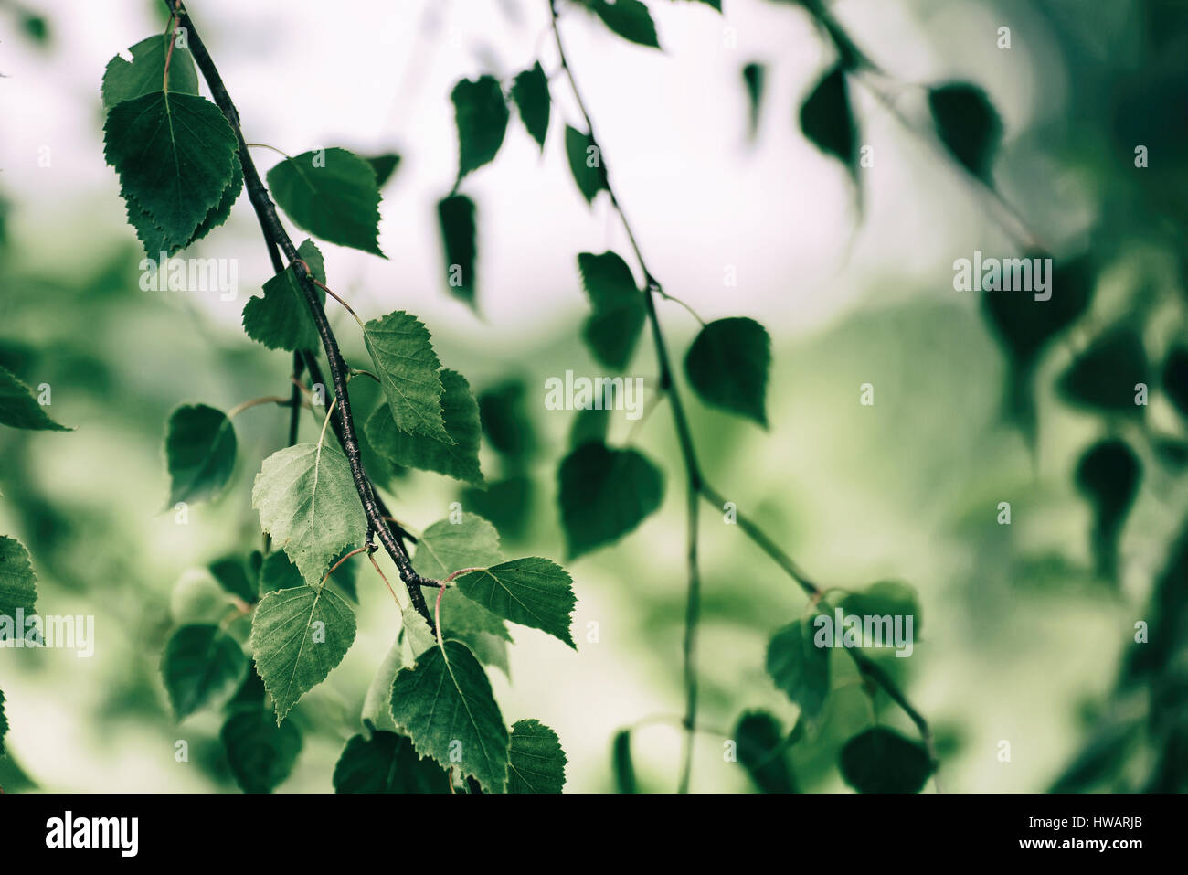 Sunny green leaves Stock Photo - Alamy