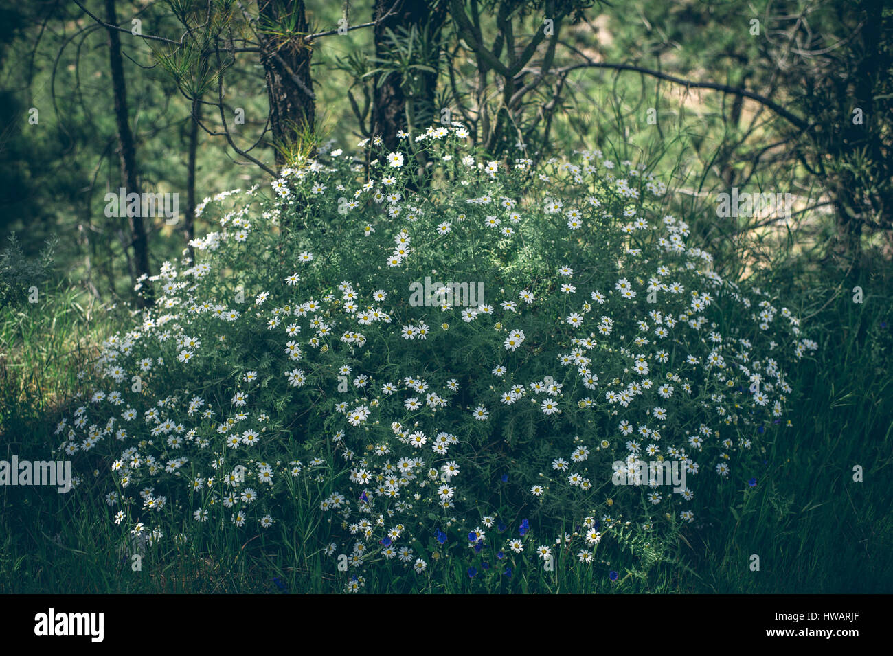 Big bush of yellow flowers hi-res stock photography and images - Alamy