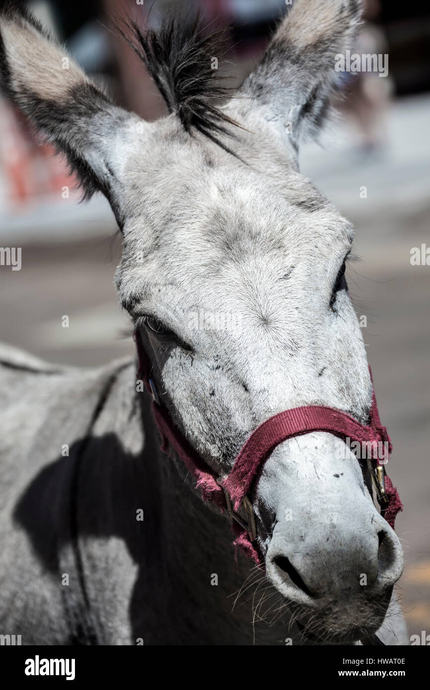 Donkey before race, Donkey Derby Days, Main Street, Cripple Creek ...