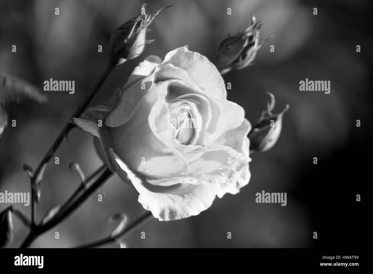 Flowers pink roses, rose ( Latin Rosa), photo Stock Photo - Alamy