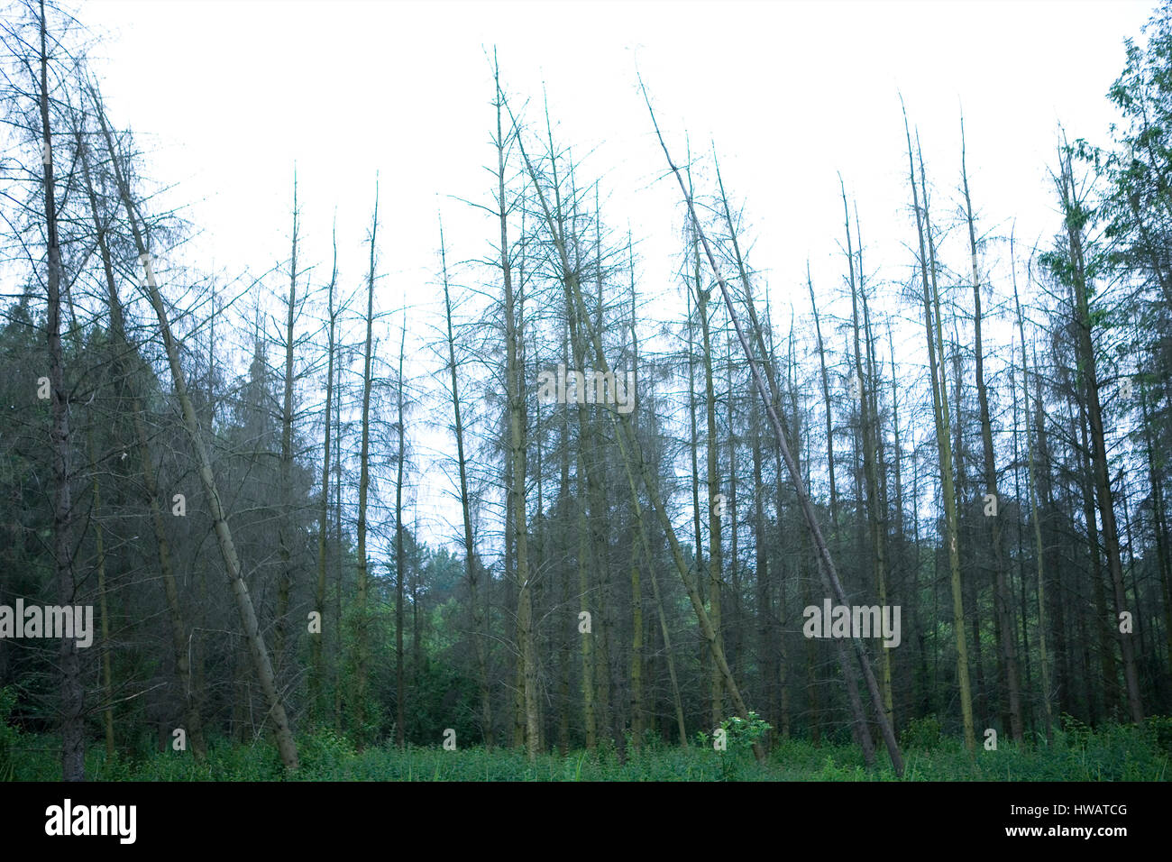 Acid rain forest hi-res stock photography and images - Alamy