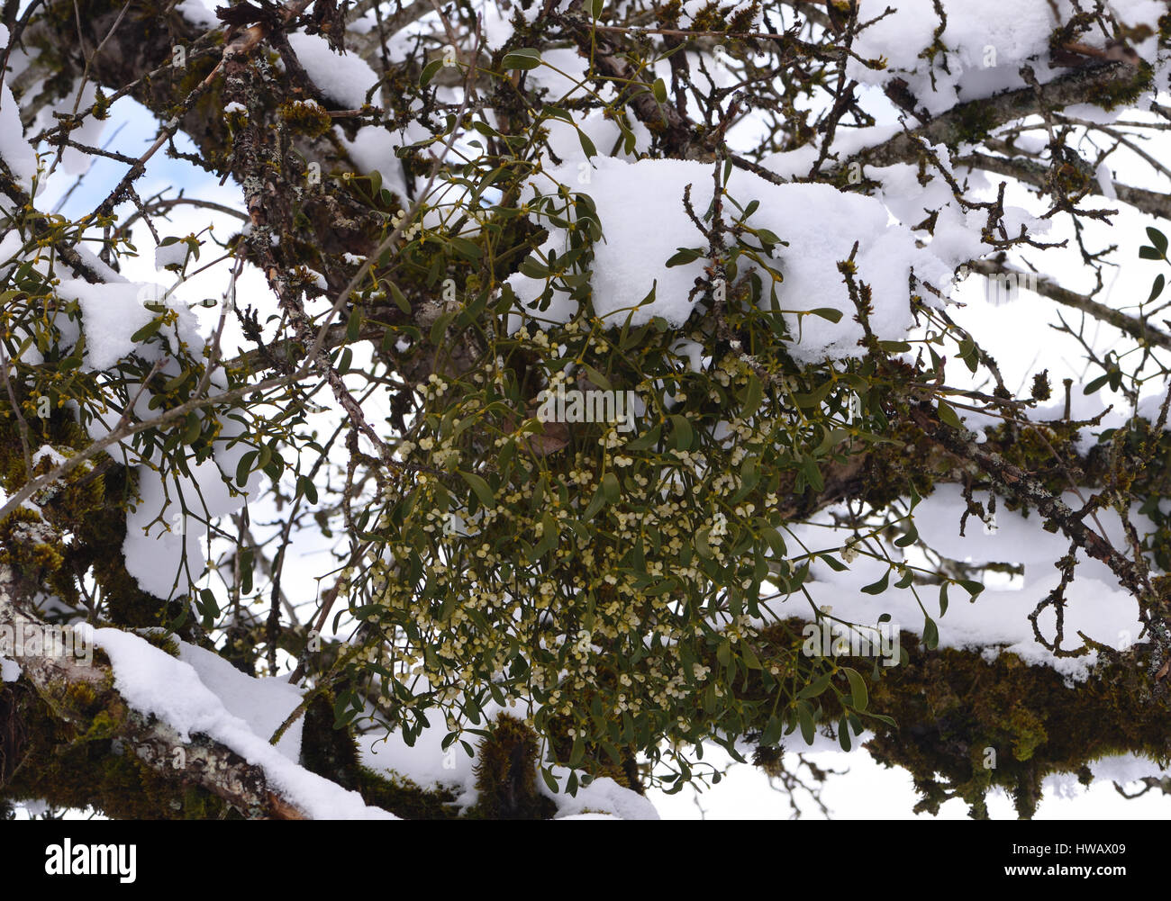 European White-berried Mistletoe (Viscum album) grows in a snow-covered ...