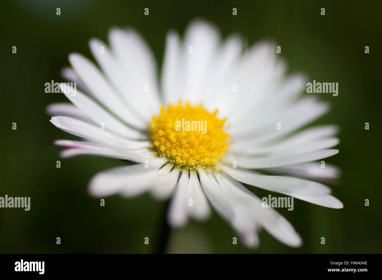Tall yellow daisy hi-res stock photography and images - Alamy