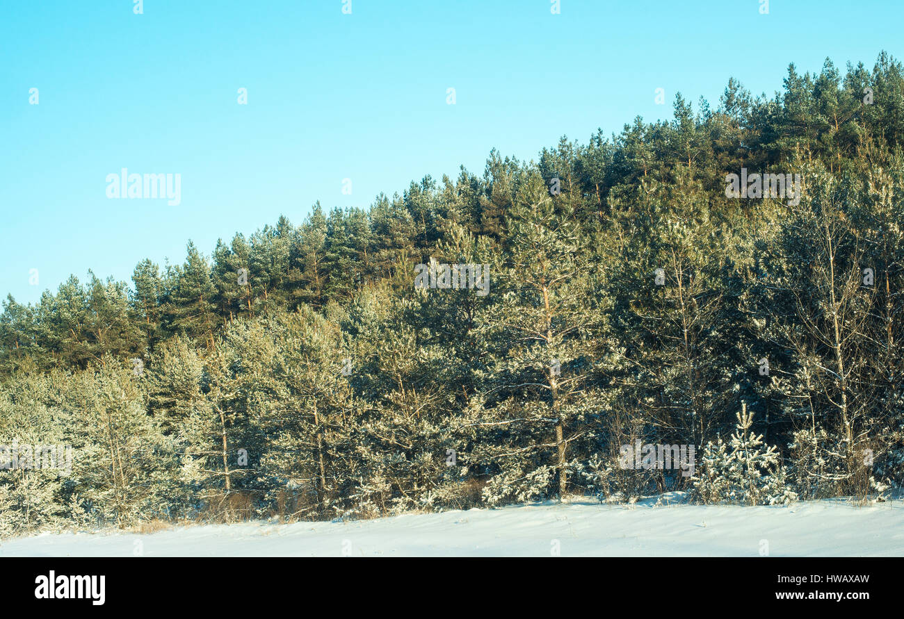 Row of spruce trees hi-res stock photography and images - Alamy
