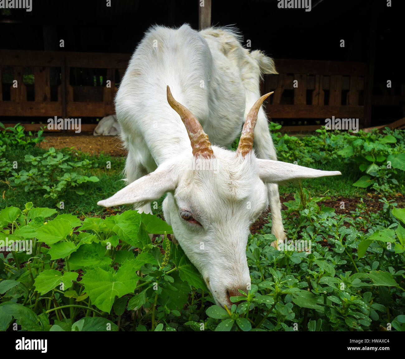 White goat portrait grazing hi-res stock photography and images - Alamy