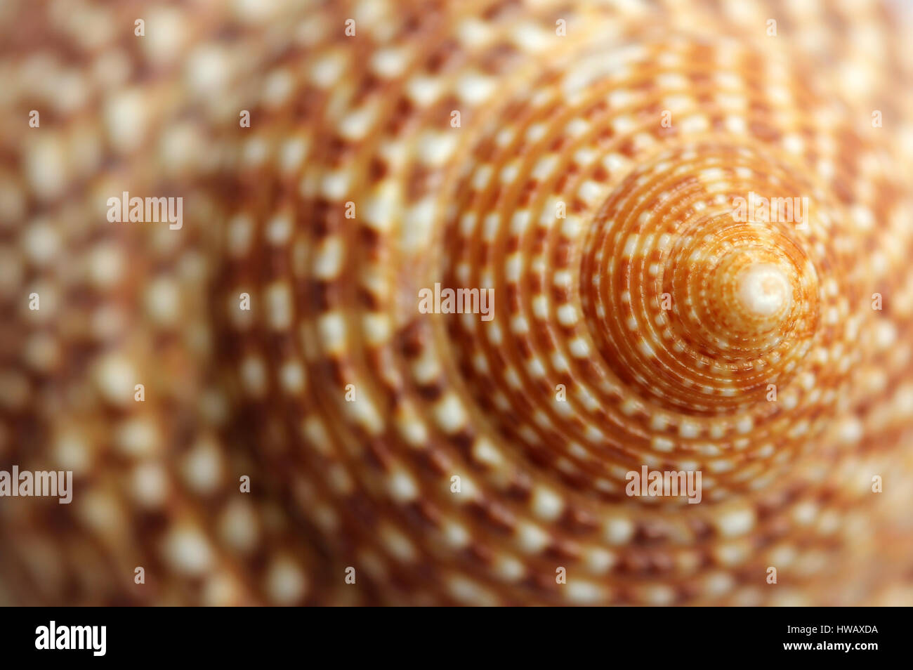 spiral sea shell macro image Stock Photo - Alamy
