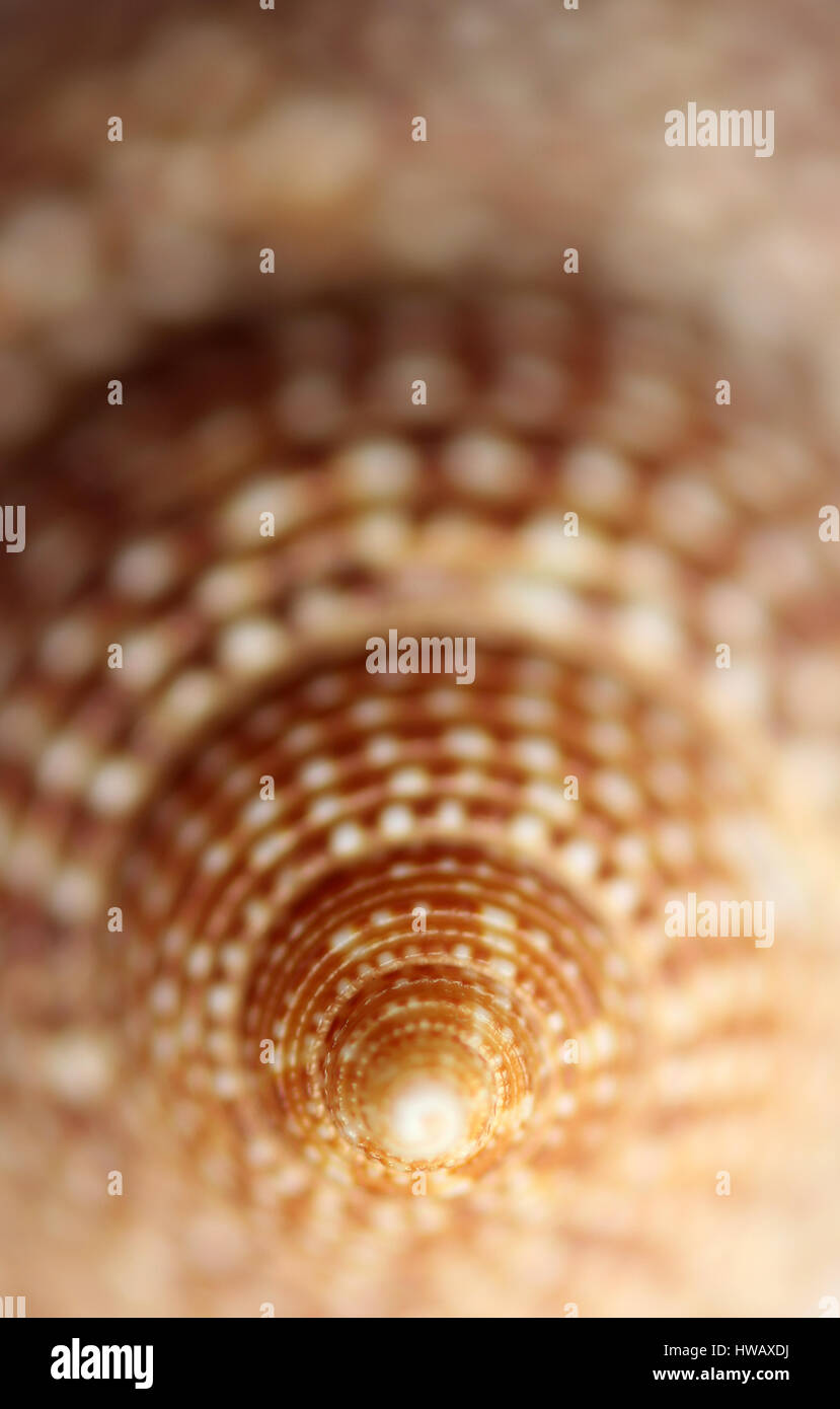 spiral sea shell macro image Stock Photo - Alamy