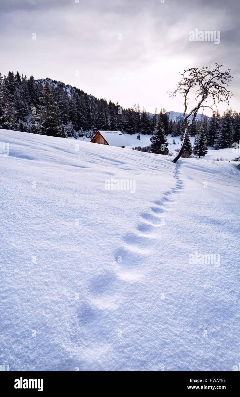 fox tracks on snow in Alps, Germany Stock Photo - Alamy