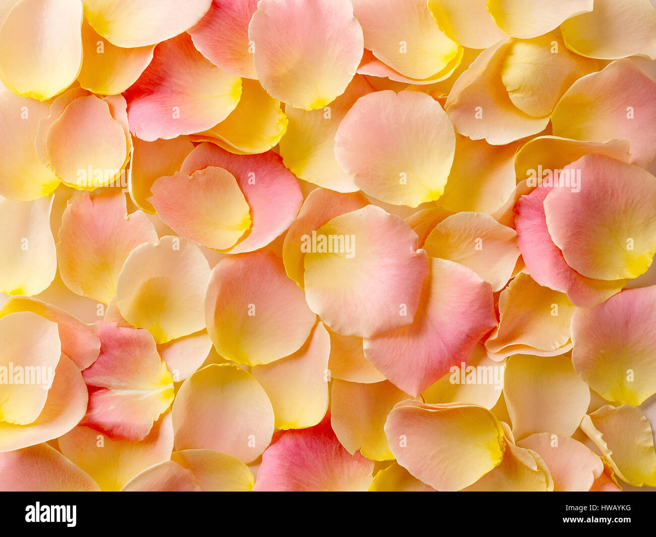 Flower Petal Texture Tumblr