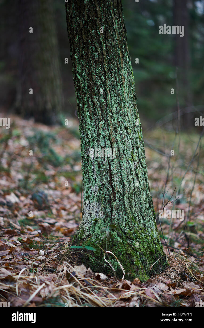 Algae blooming tree bark hi-res stock photography and images - Alamy
