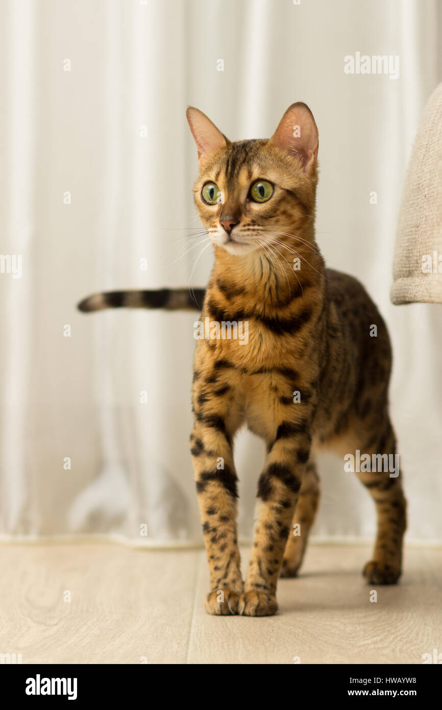 Cat of Bengali breed in a home setting in stands full-length Stock ...